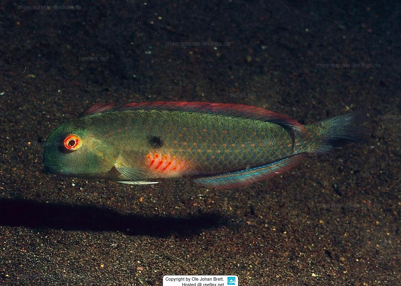 Iniistius pentadactylus Fivefinger Razorfish, Fivefinger Wrasse, Red ...