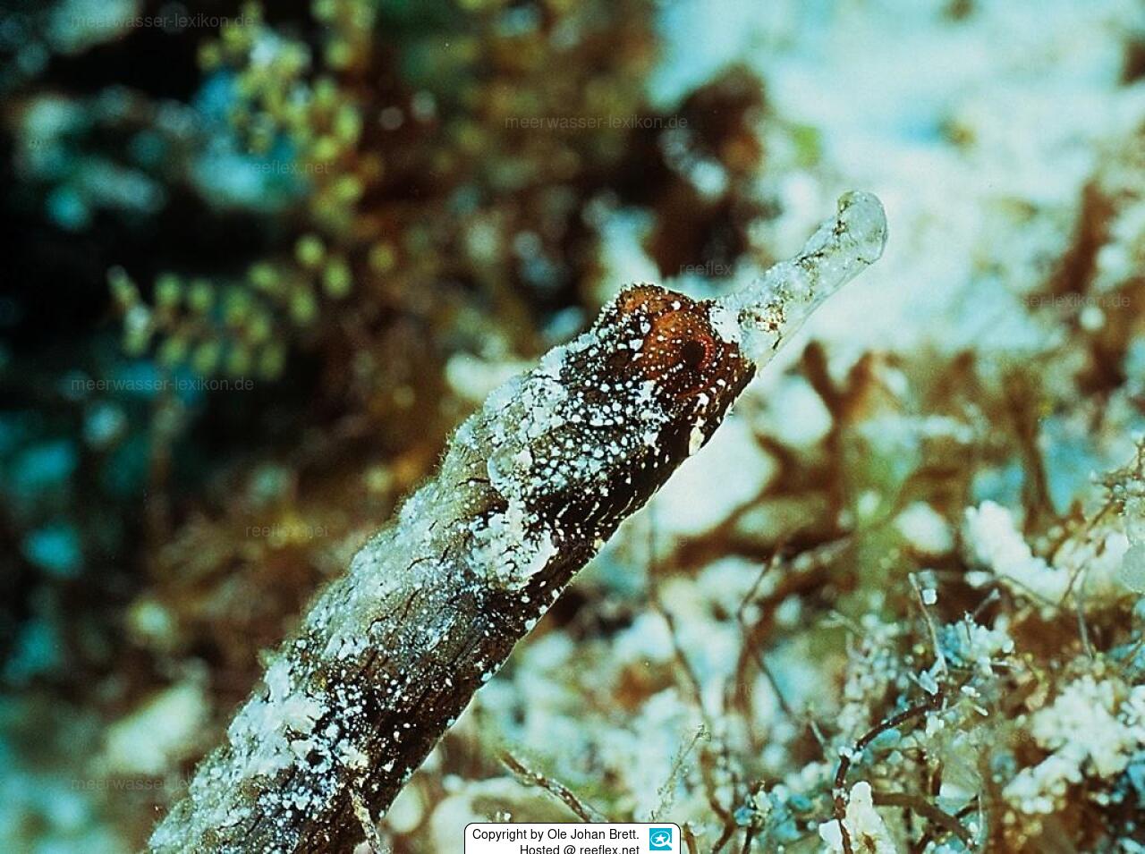 Cosmocampus elucens Shortfin pipefish