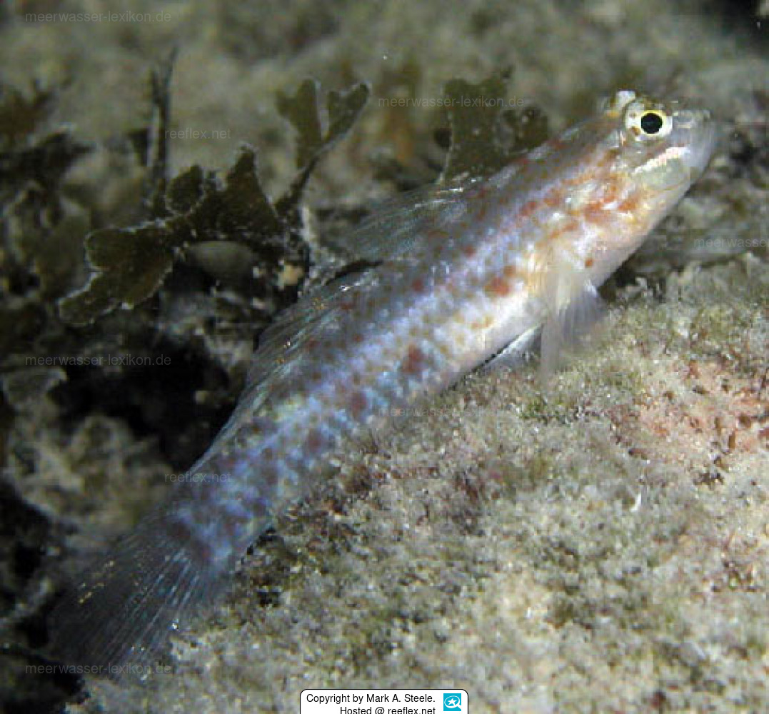 Coryphopterus dicrus Colon goby