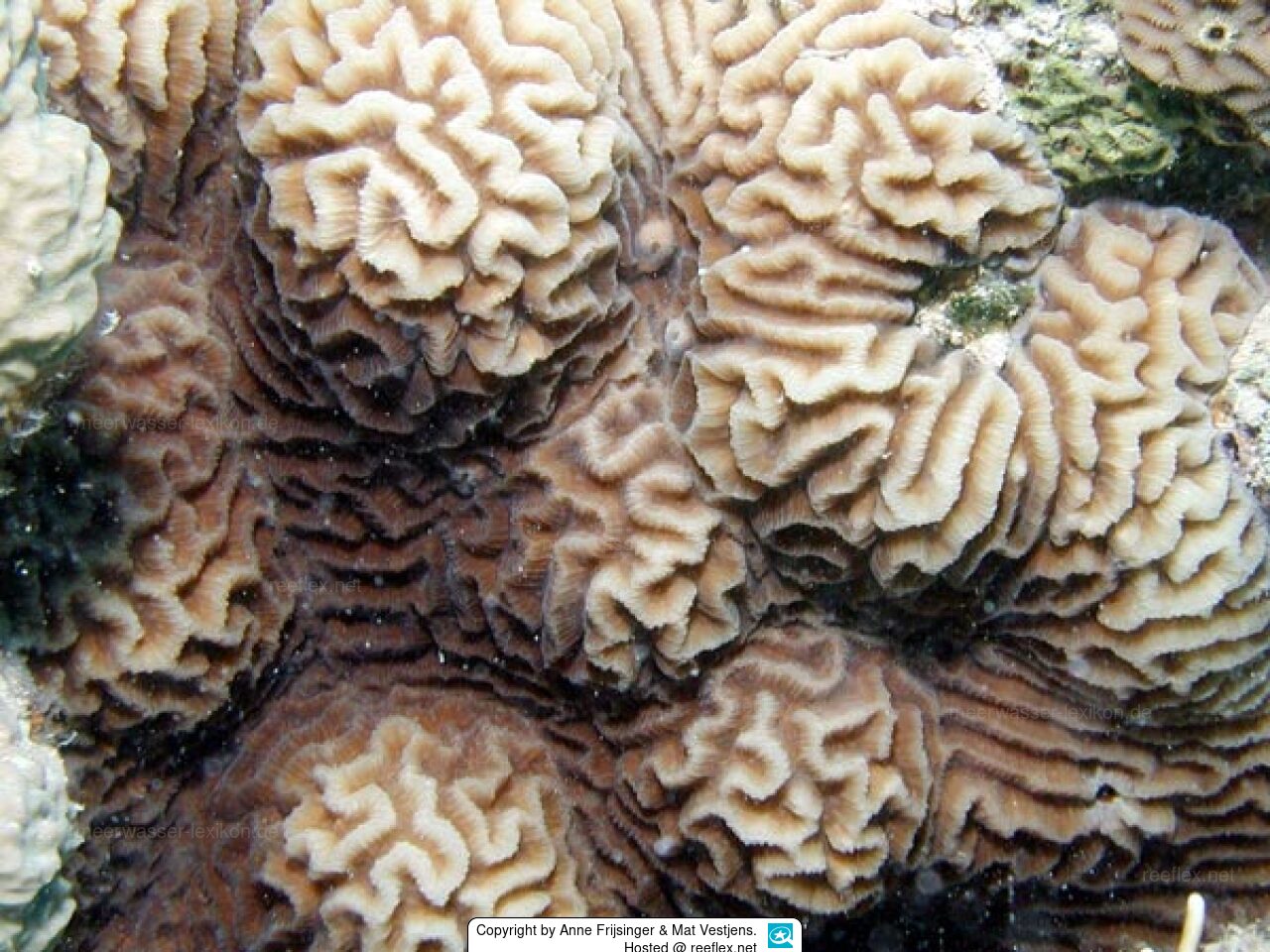 Pseudodiploria clivosa Knobby Brain Coral
