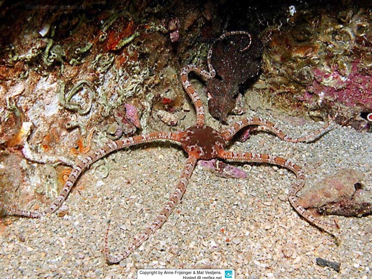 Ophioderma longicaudum Smooth Brittle-star