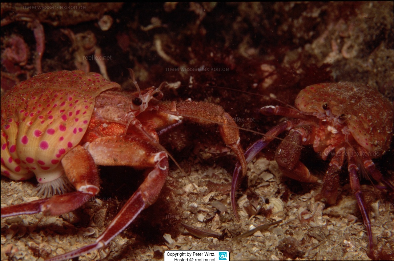 Adamsia palliata Cloak anemone