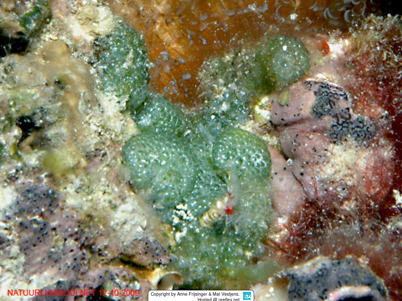Dictyosphaeria cavernosa Green Bubble Algae