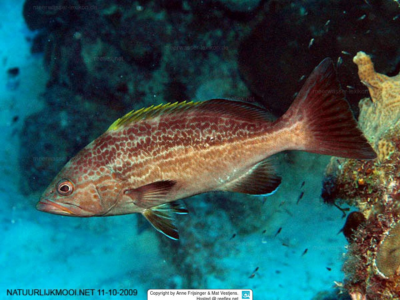 Yellowmouth Grouper