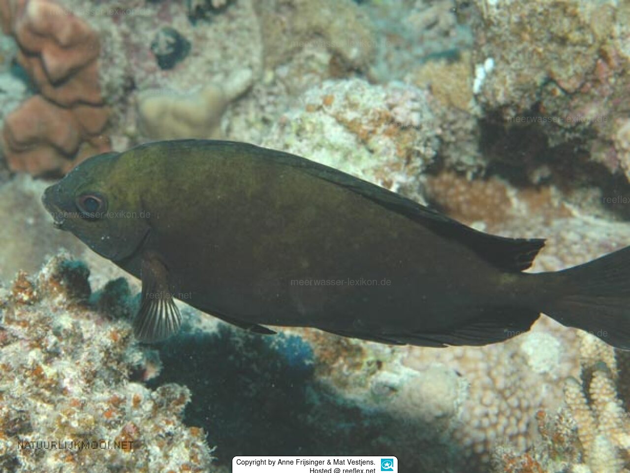 Siganus luridus Dusky spinefoot