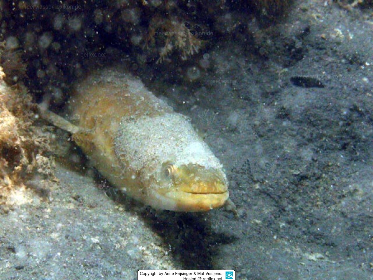 Anguilla anguilla European eel