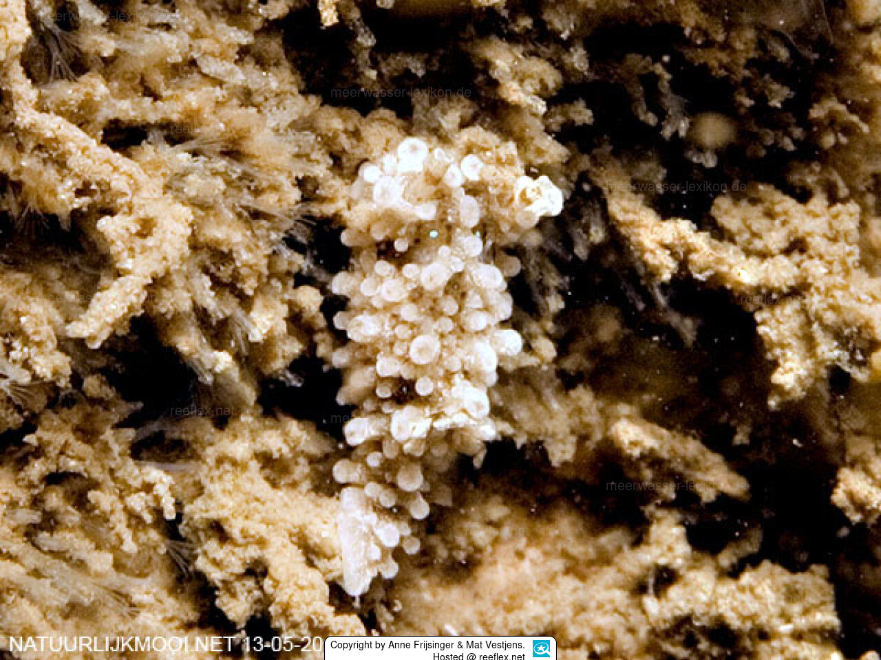 Aegires punctilucens Nudibranch