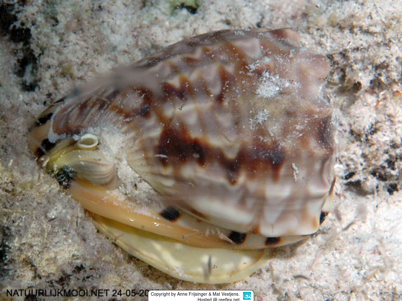 Cassis tuberosa Helmschnecke