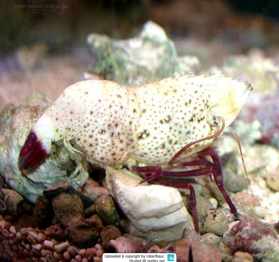 Saron rectirostris Purple Legged Marble Shrimp