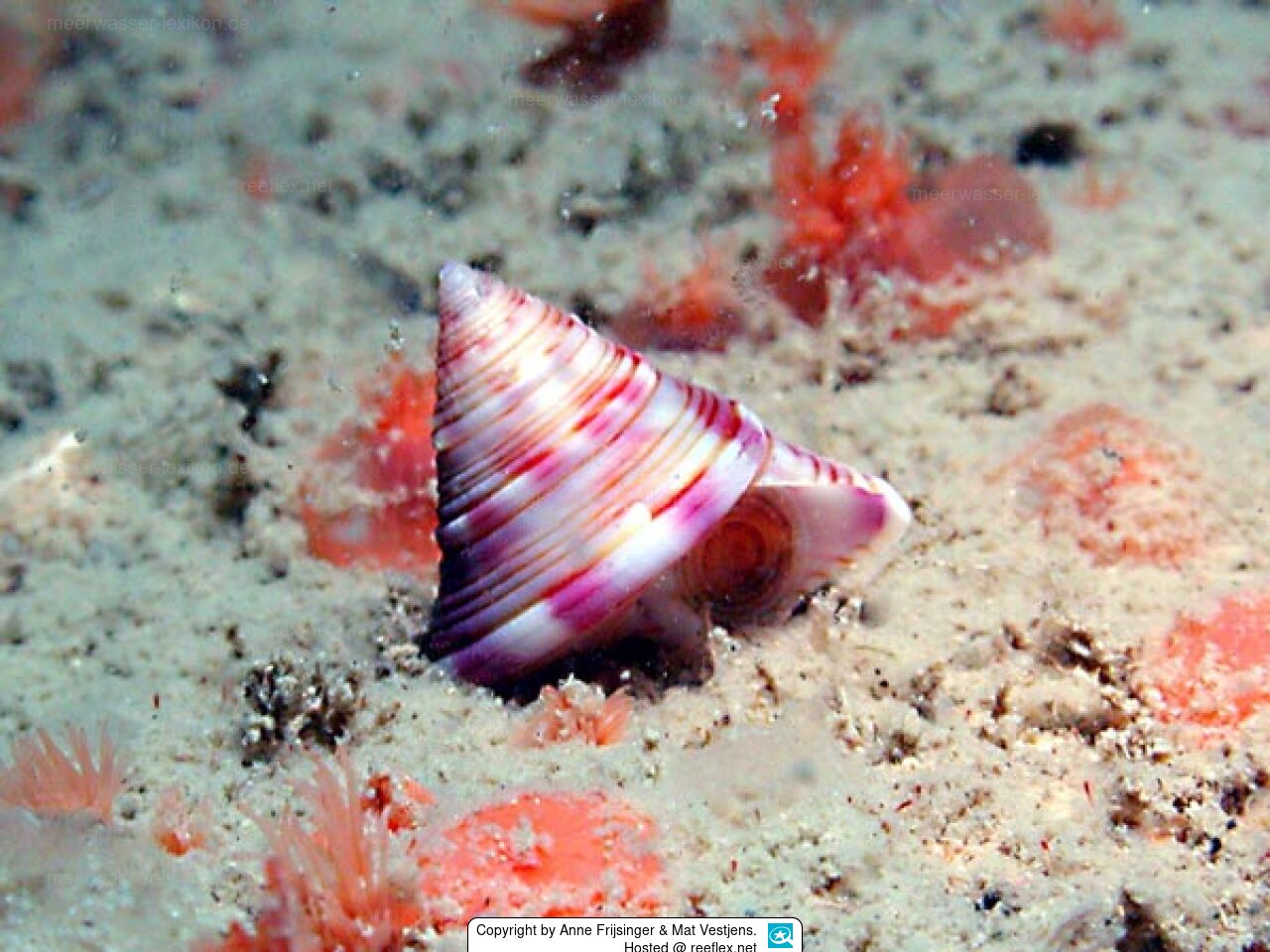 Calliostoma zizyphinum painted top shell