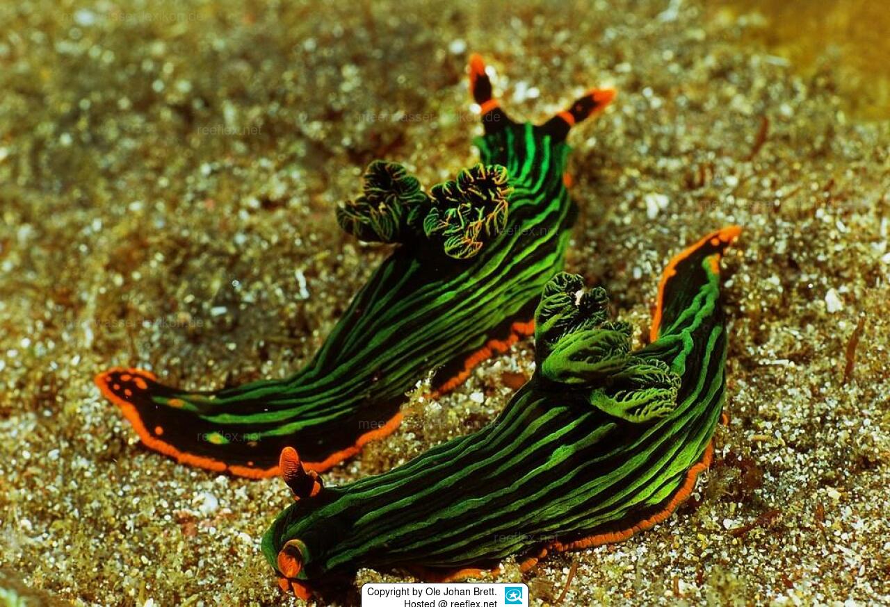 Nembrotha kubaryana Variable Neon Slug, Dusky Nembrotha