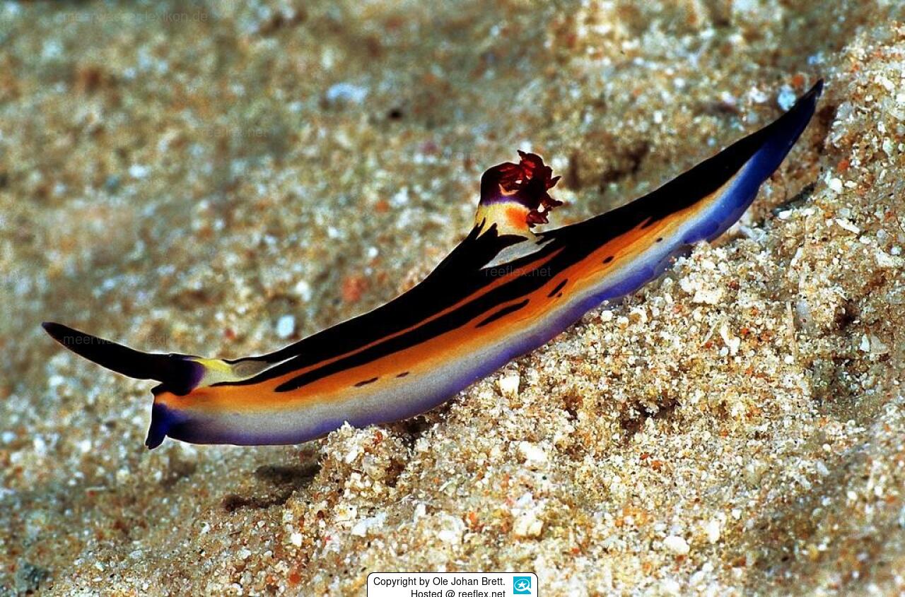 Nembrotha megalocera Nudibranch