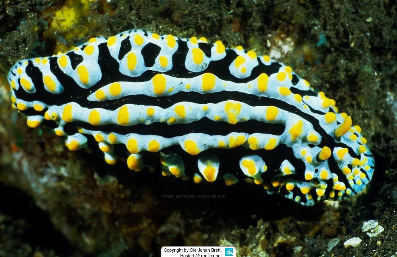 Phyllidia varicosa Swollen Phyllidia, Varicose Wart Slug, Varicose ...