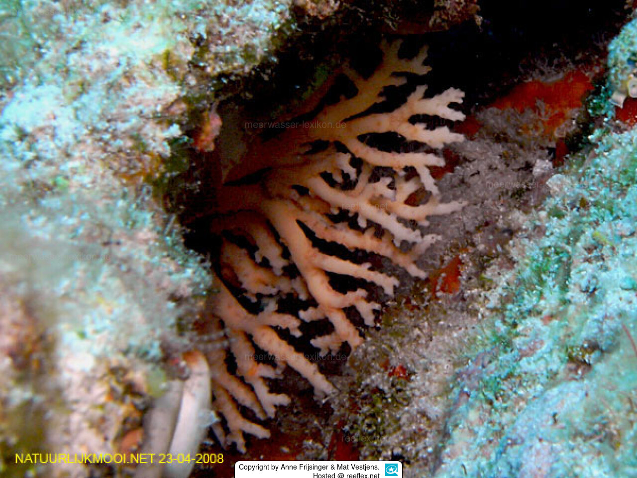 Stylaster roseus Rose lace-coral