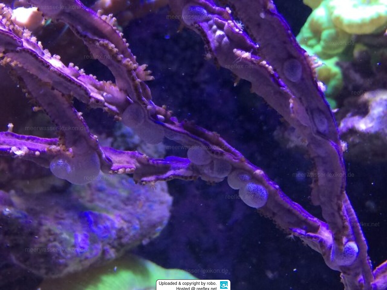 Pterogorgia guadalupensis Messergorgonie