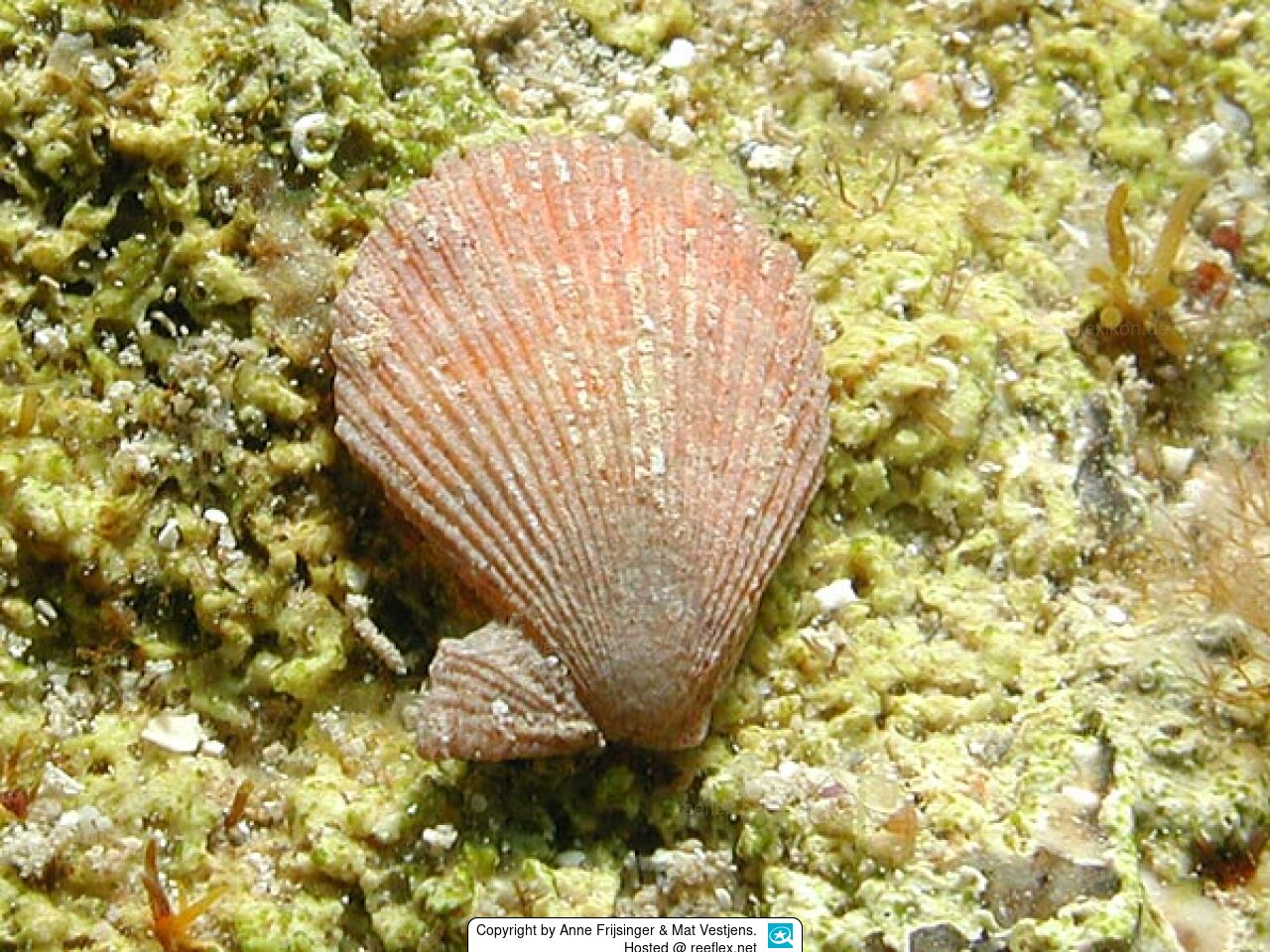 Talochlamys multistriata dwarf fan shell, Lined Scallop