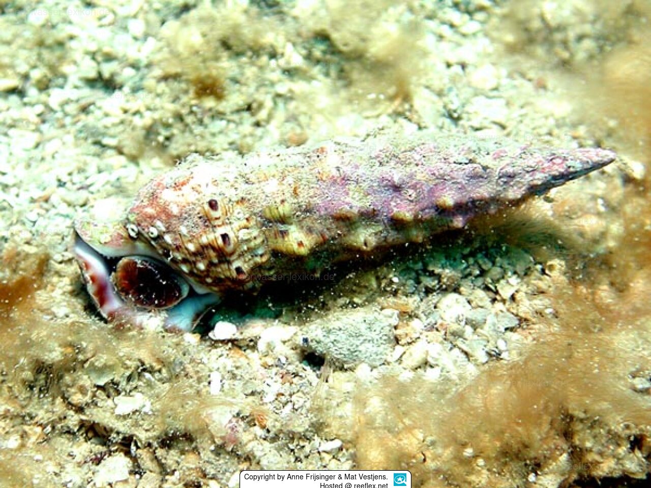 Cerithium vulgatum Common Cerithe, Common needle whelk, Cornet