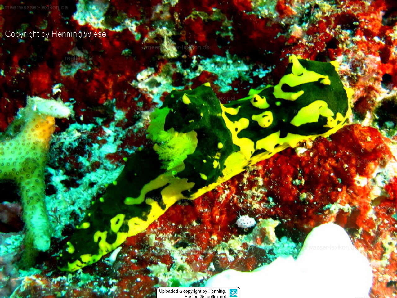 Notodoris gardineri Gardiner's Banana Nudibranch