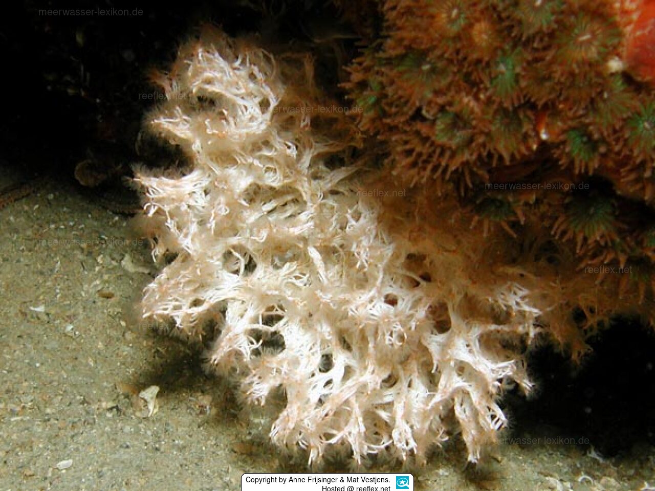 Filograna implexa lacy tubeworm, coral worm