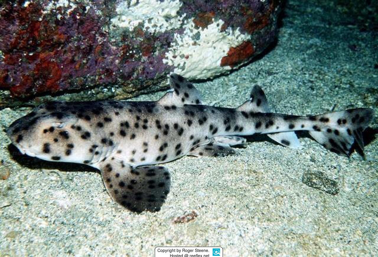 Heterodontus quoyi Galapagos bullhead shark