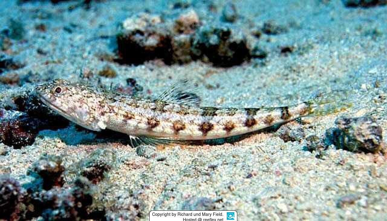 Synodus dermatogenys Banded Lizardfish, Clearfin Lizardfish, Grey ...