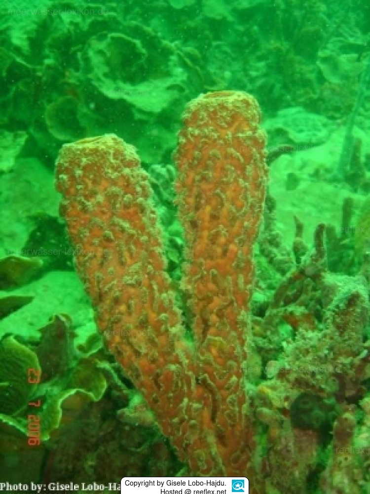 Aplysina lacunosa Convoluted barrel sponge, Purple tube sponge