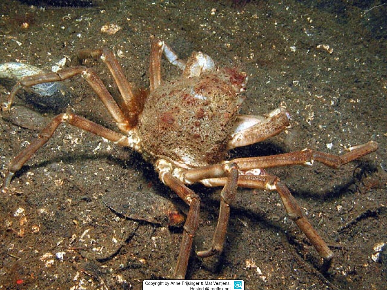 Hyas araneus Nordische Seespinne,Zaikobbe