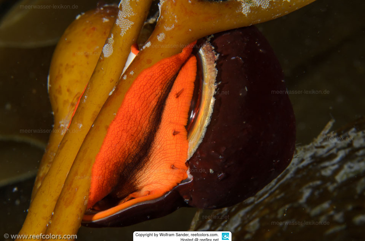 Norrisia norrisii Norris' top snail, Mexican Red Foot Snail