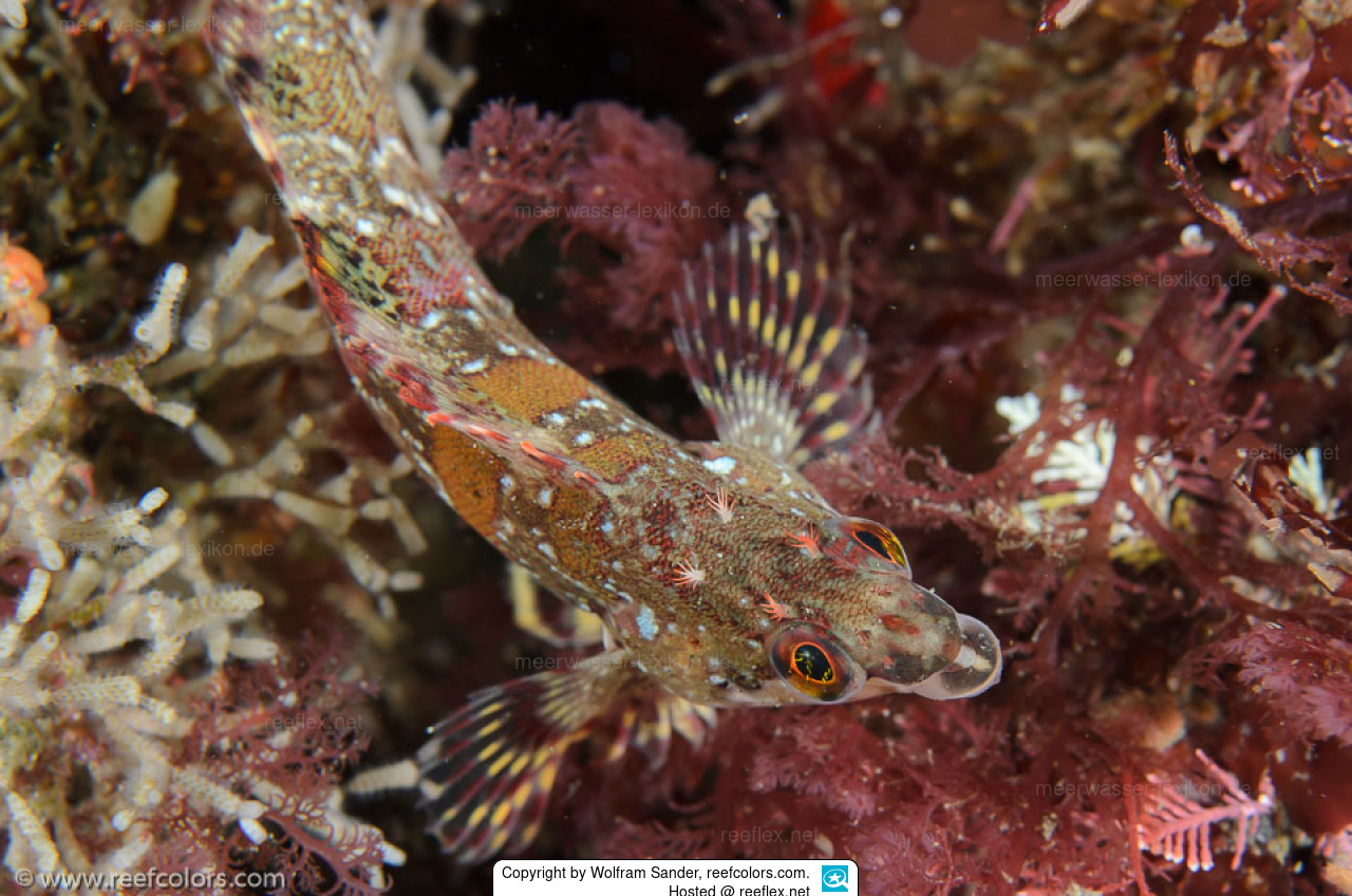 Oxylebius pictus Painted greenling