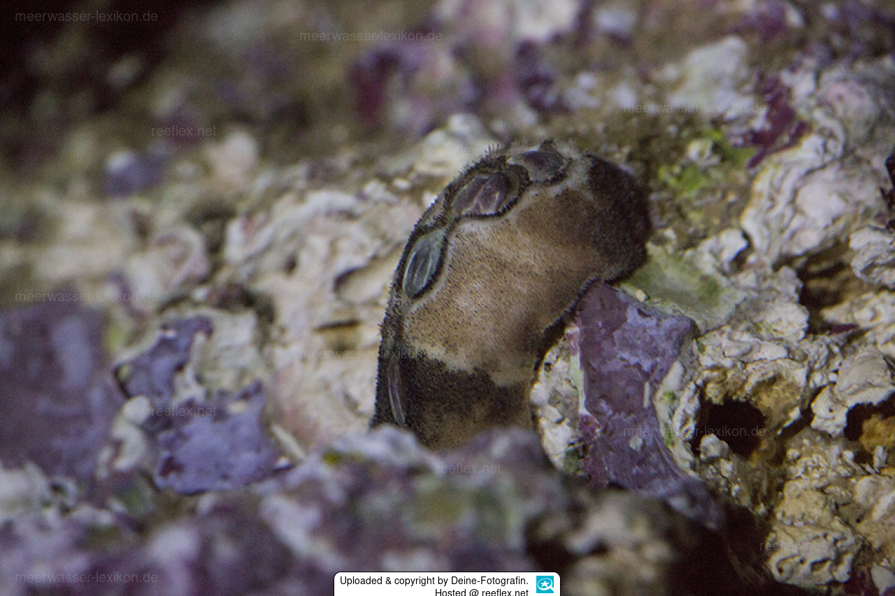 Cryptoplax oculata Chiton