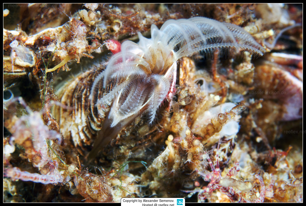 Balanus balanus Rough Barnacle