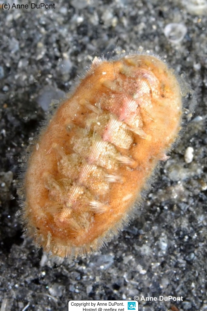 Acanthochitona pygmaea Striate Glass-hair Chiton