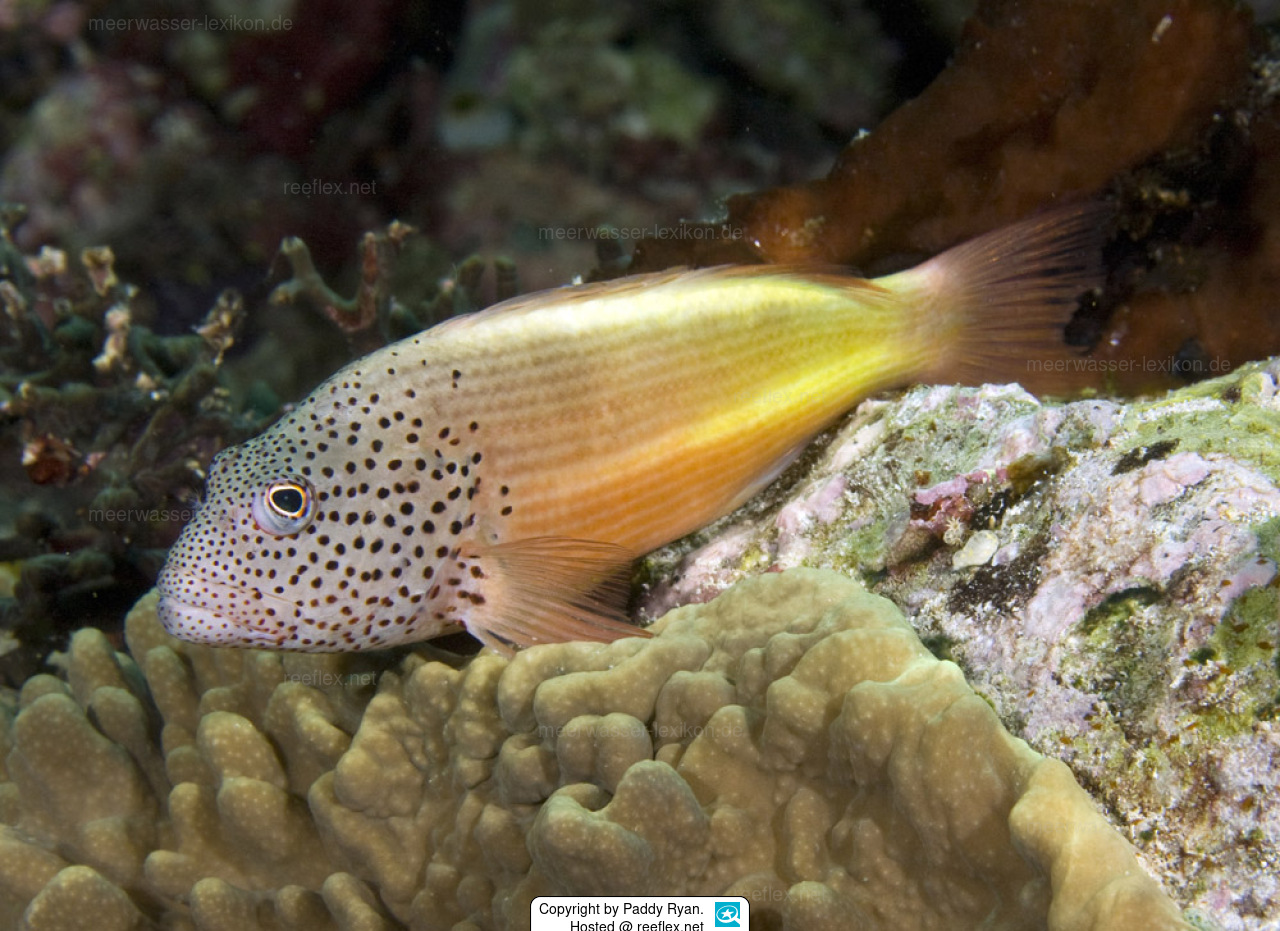 Paracirrhites forsteri Blackside Hawkfish, Forster's Hawkfish, Freckled ...