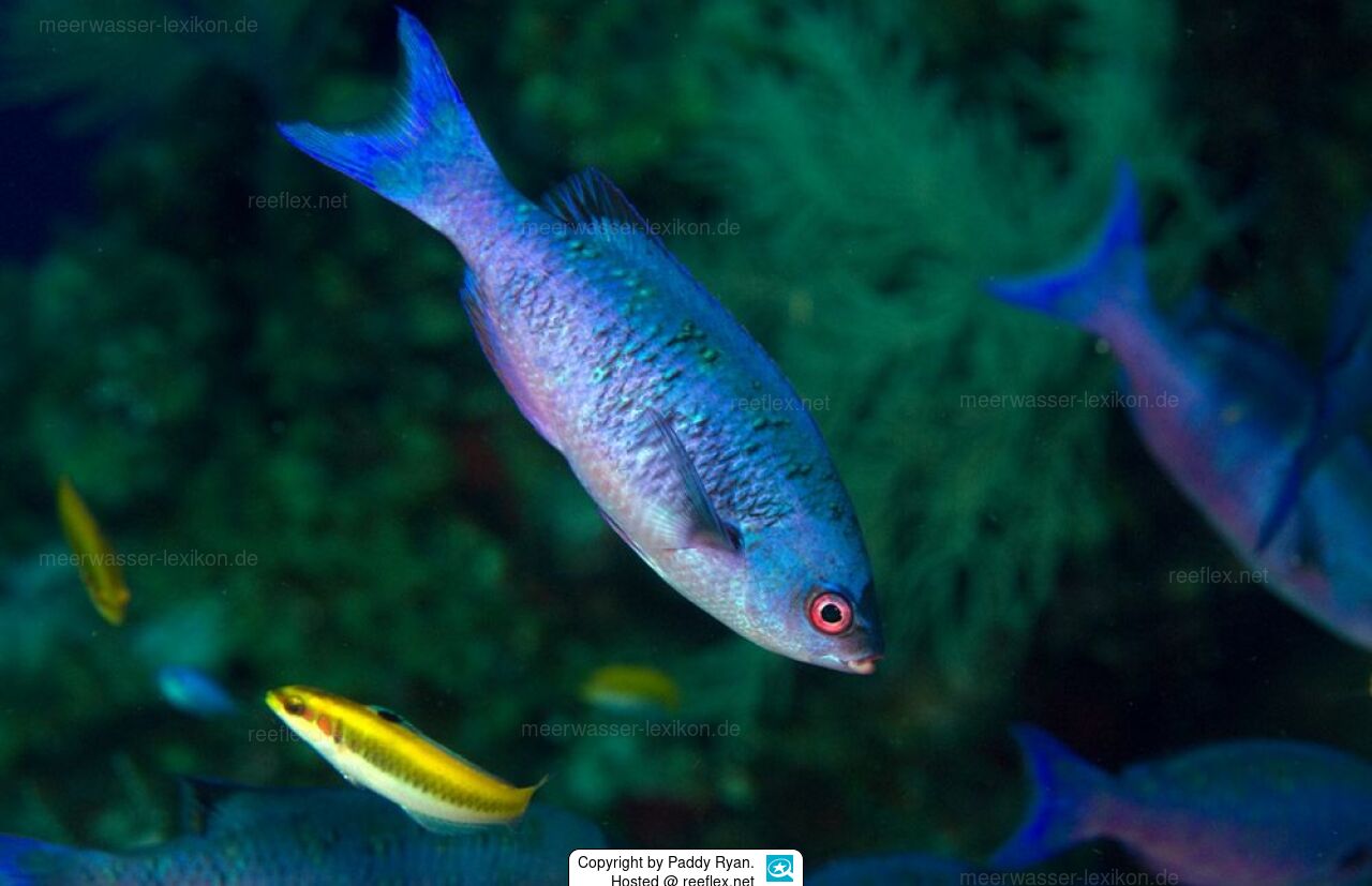 Clepticus parrae Barracuda waitin boy, Blue girl, Creole Wrasse, Purple ...