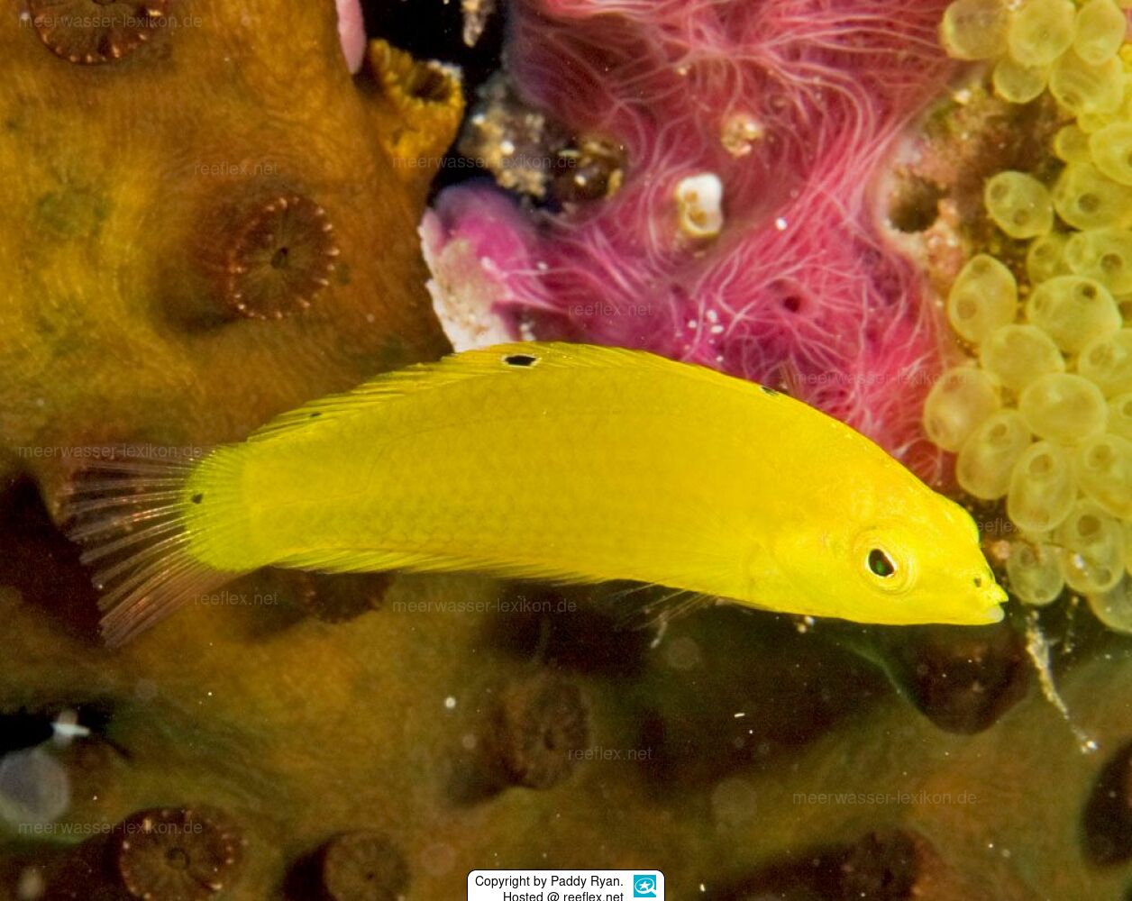 Halichoeres chrysus Canary wrasse, Golden rainbow fish, Golden wrasse ...