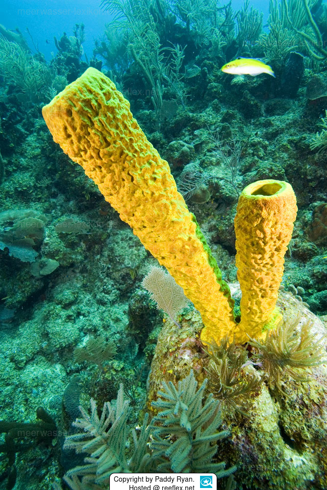 Aplysina fistularis Gelber Tubenschwamm