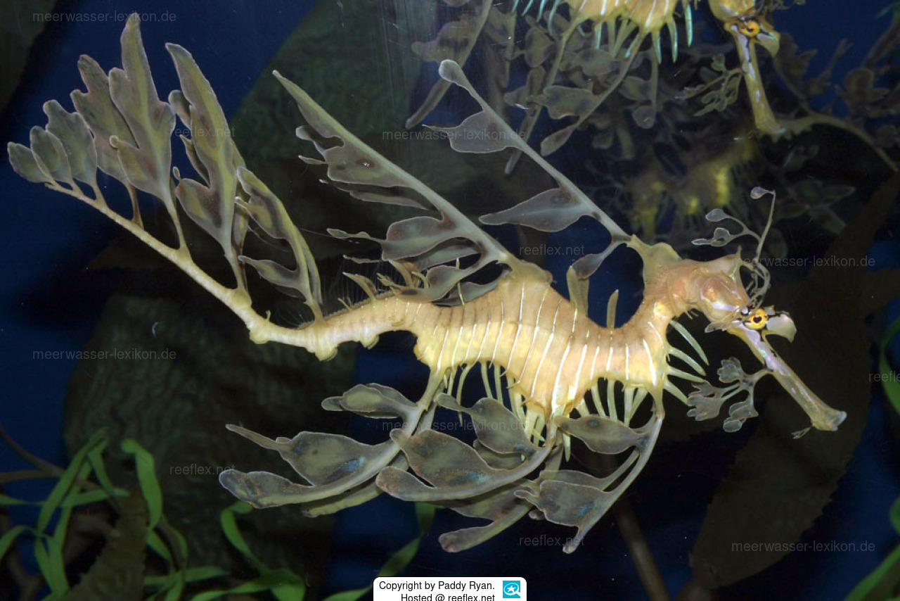 Phycodurus eques Dragon des mers feuillu