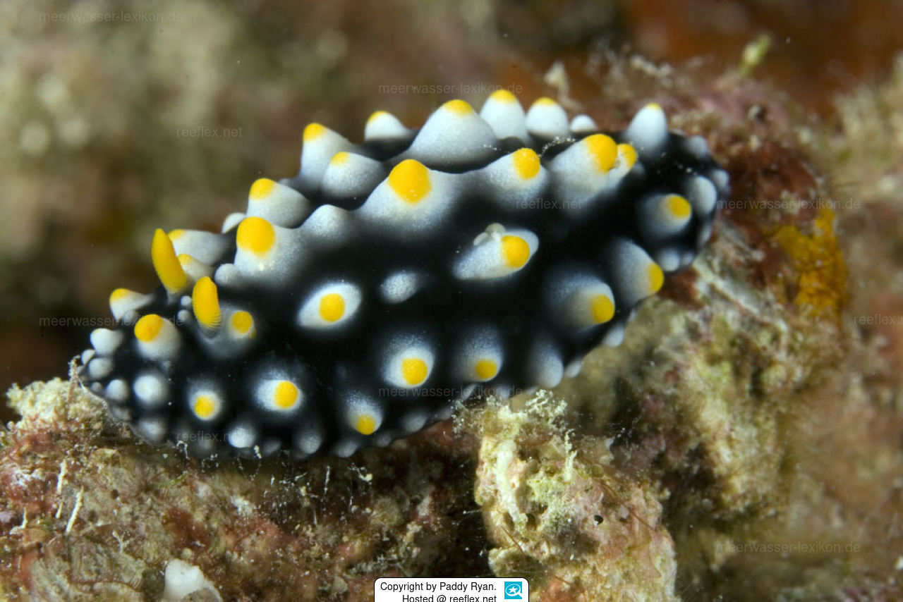 Phyllidia carlsonhoffi Calsonhoff's Phyllidia