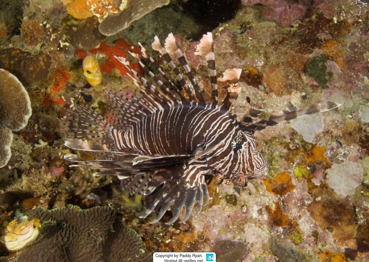 Pterois volitans Rotfeuerfisch