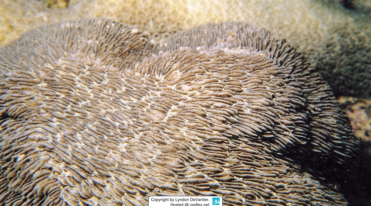 Sandalolitha africana Sandalolitha africana