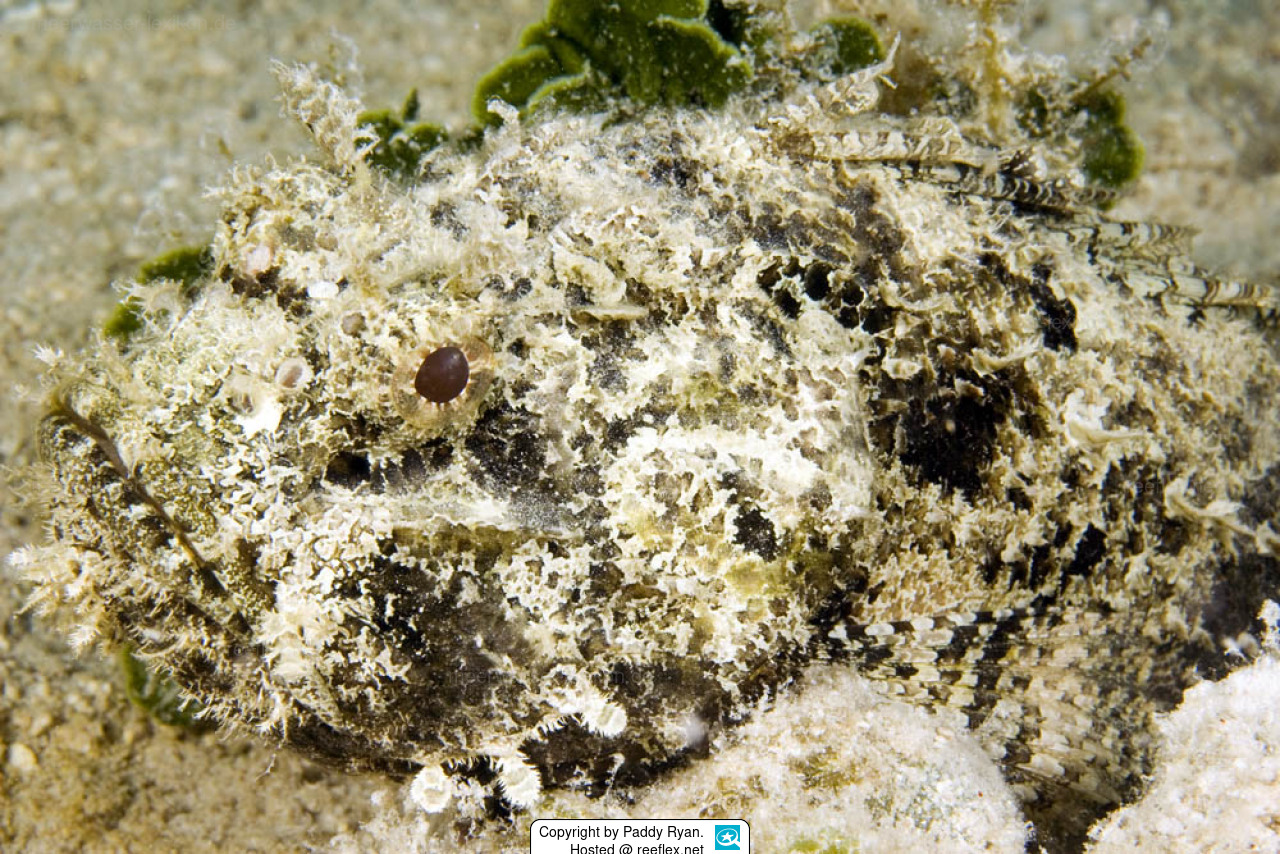 Scorpaena plumieri Spotted scorpionfish