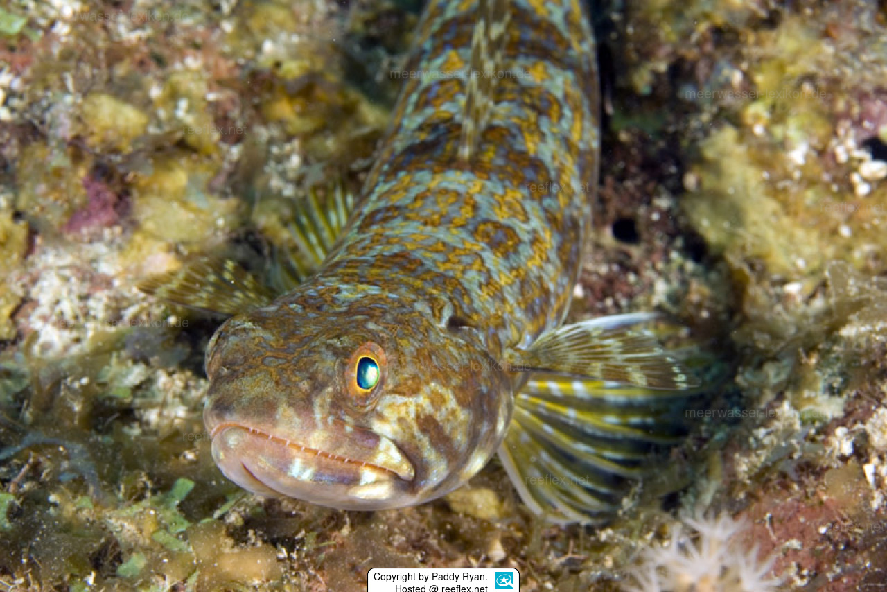 Synodus intermedius Sand diver, Lizardfish,