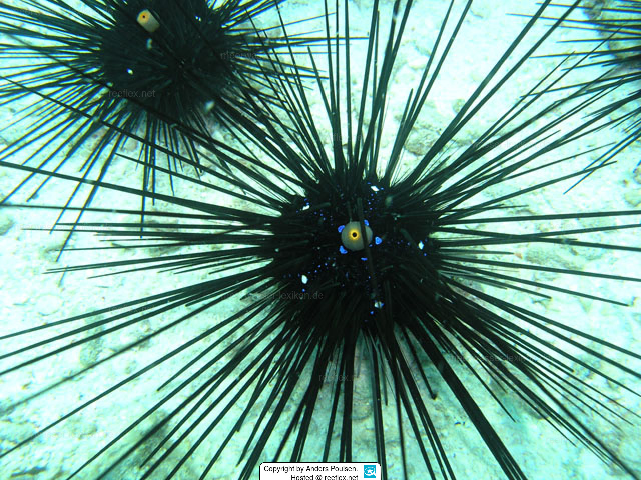 Diadema setosum Diadema Urchin, Black Longspine Urchin, Porcupine Sea ...