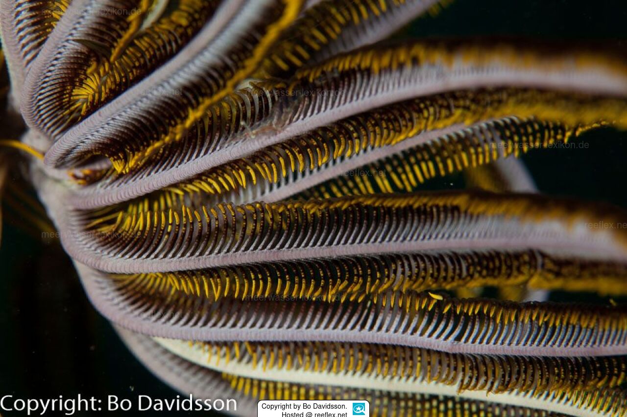 Comaster nobilis noble yellow feather star