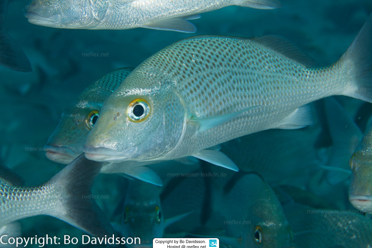 Lutjanus griseus Grey snapper