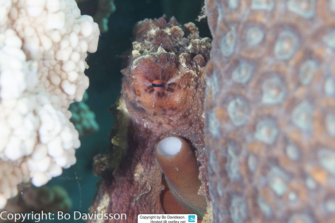 Octopus cyanea Common Octopus