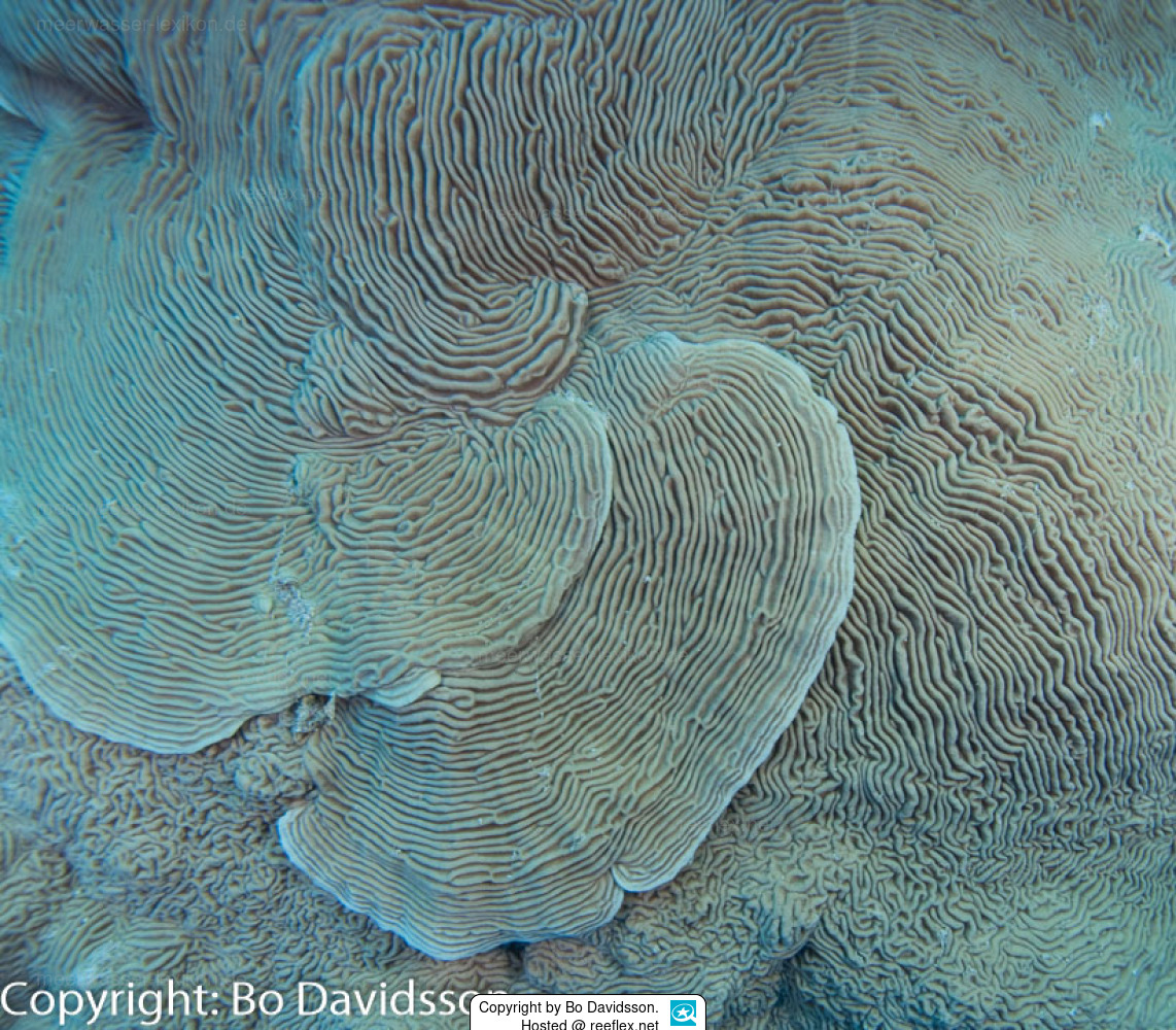 Pachyseris speciosa Hard coral