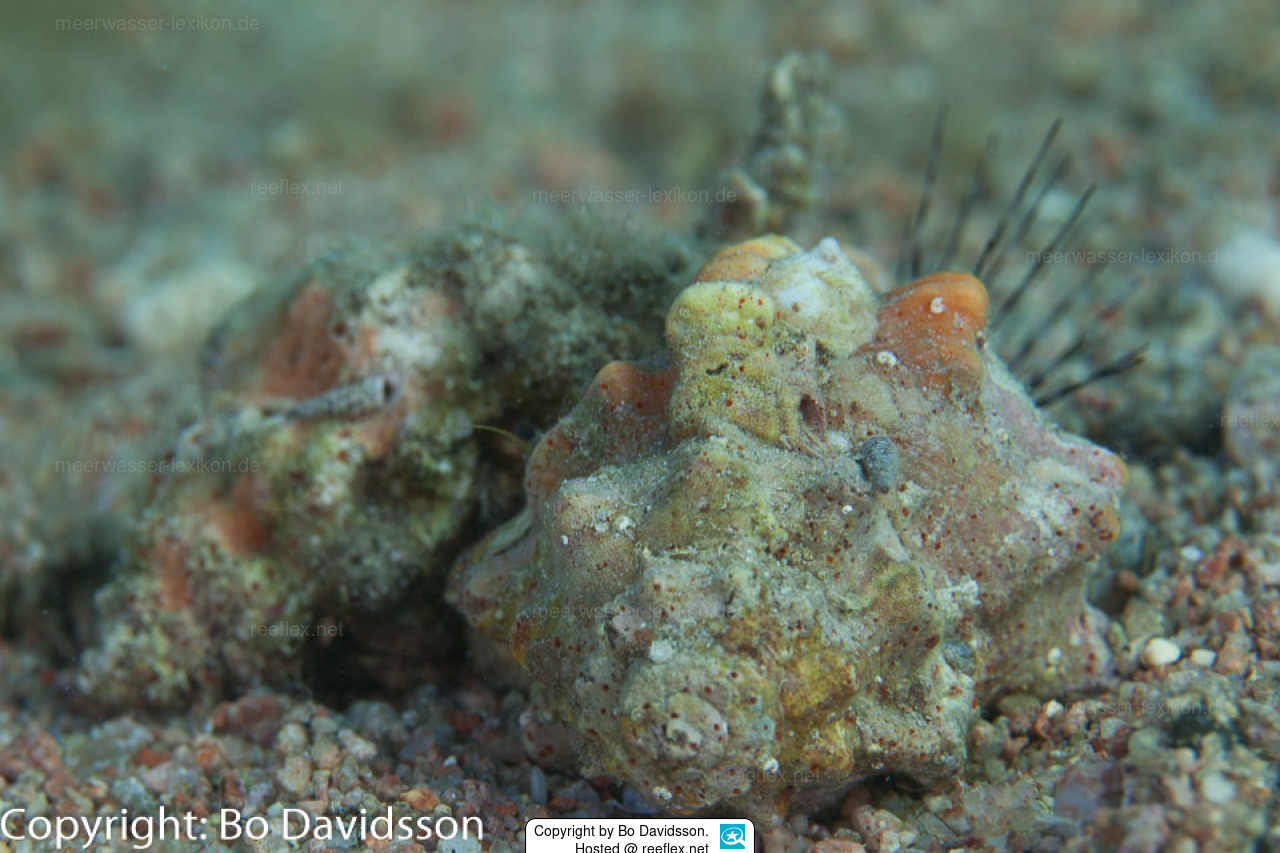 Euprotomus aurisdianae Diana Conch