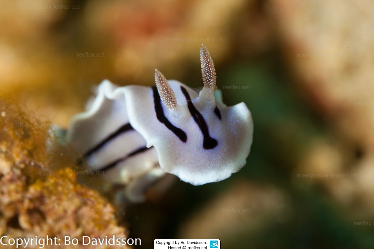 Chromodoris willani Willan's Chromodoris
