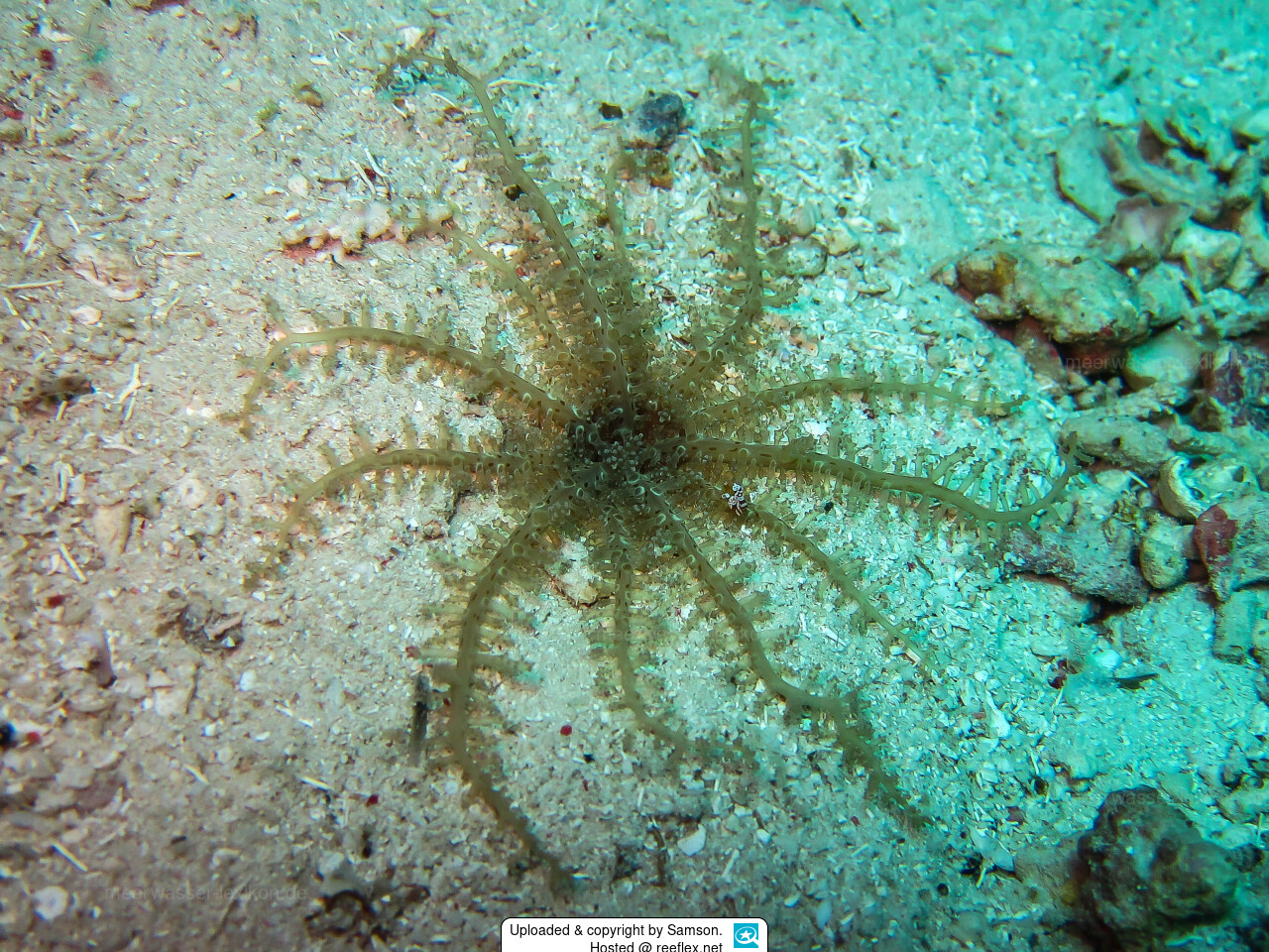 Megalactis hemprichii Fire Anemone